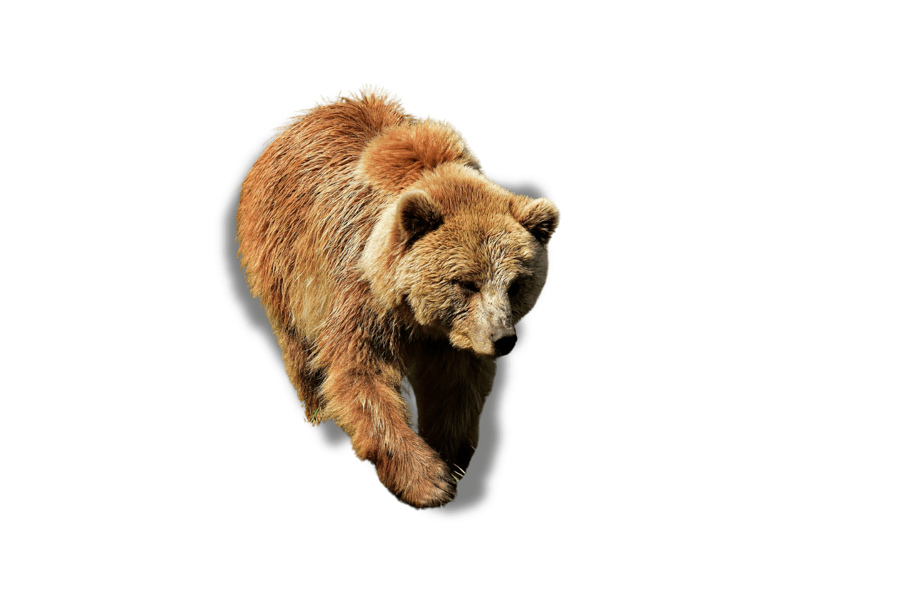 Sprichwörter und Redewendungen mit Tieren - Deutsch entdecken mit Stefanie